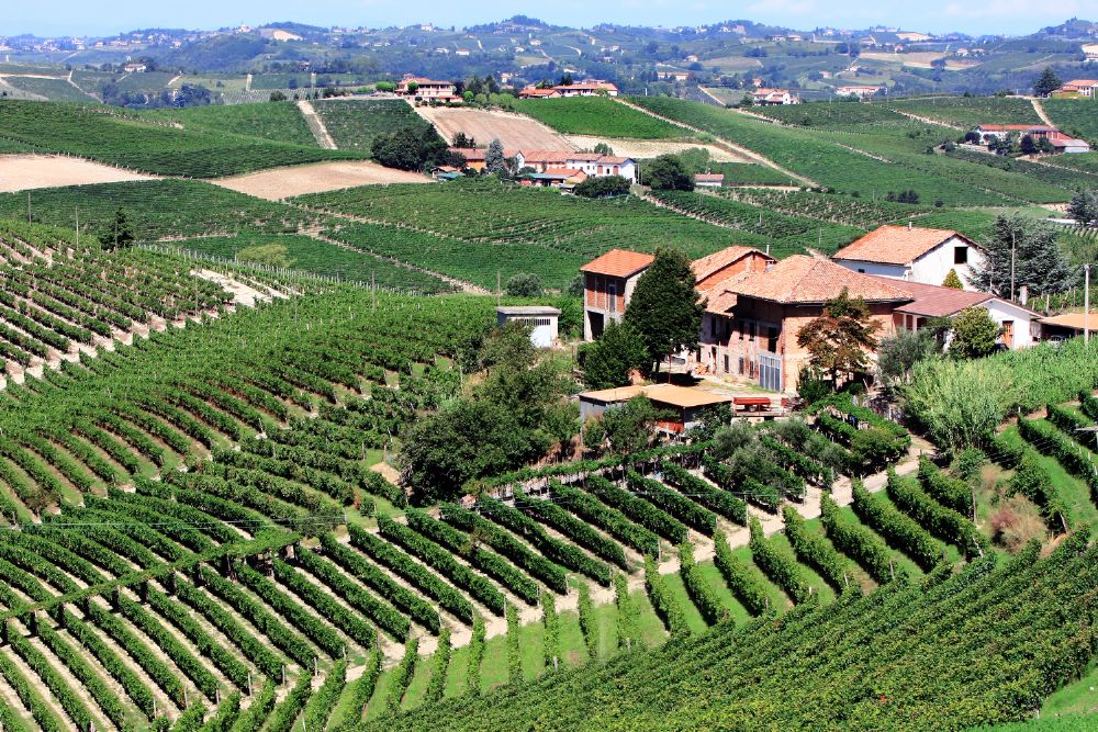 Wines Production in Nizza Monferrato, Piedmont, Italy